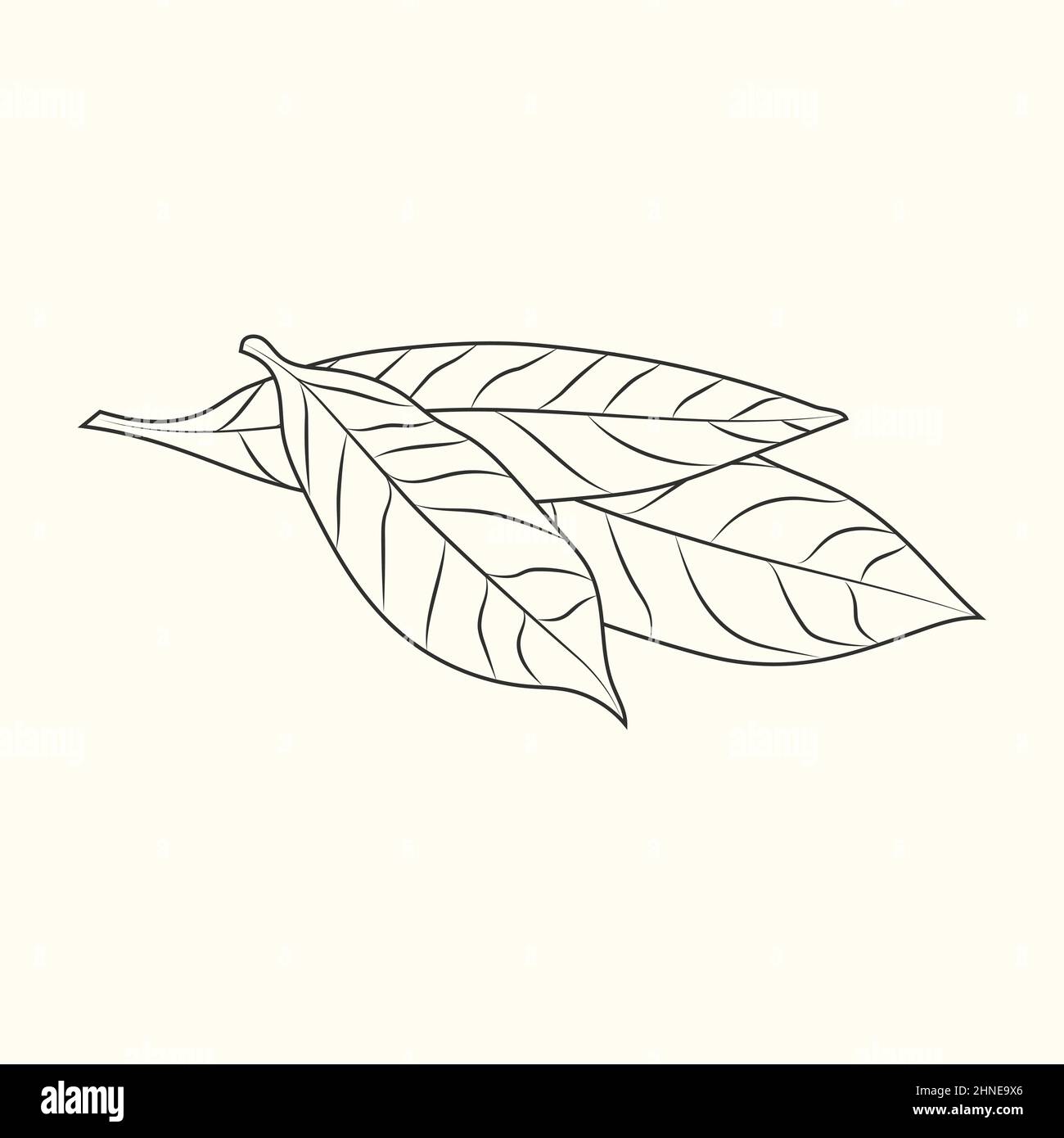 Bay leaves sketch isolated on background. Food ingredient. Vintage ...