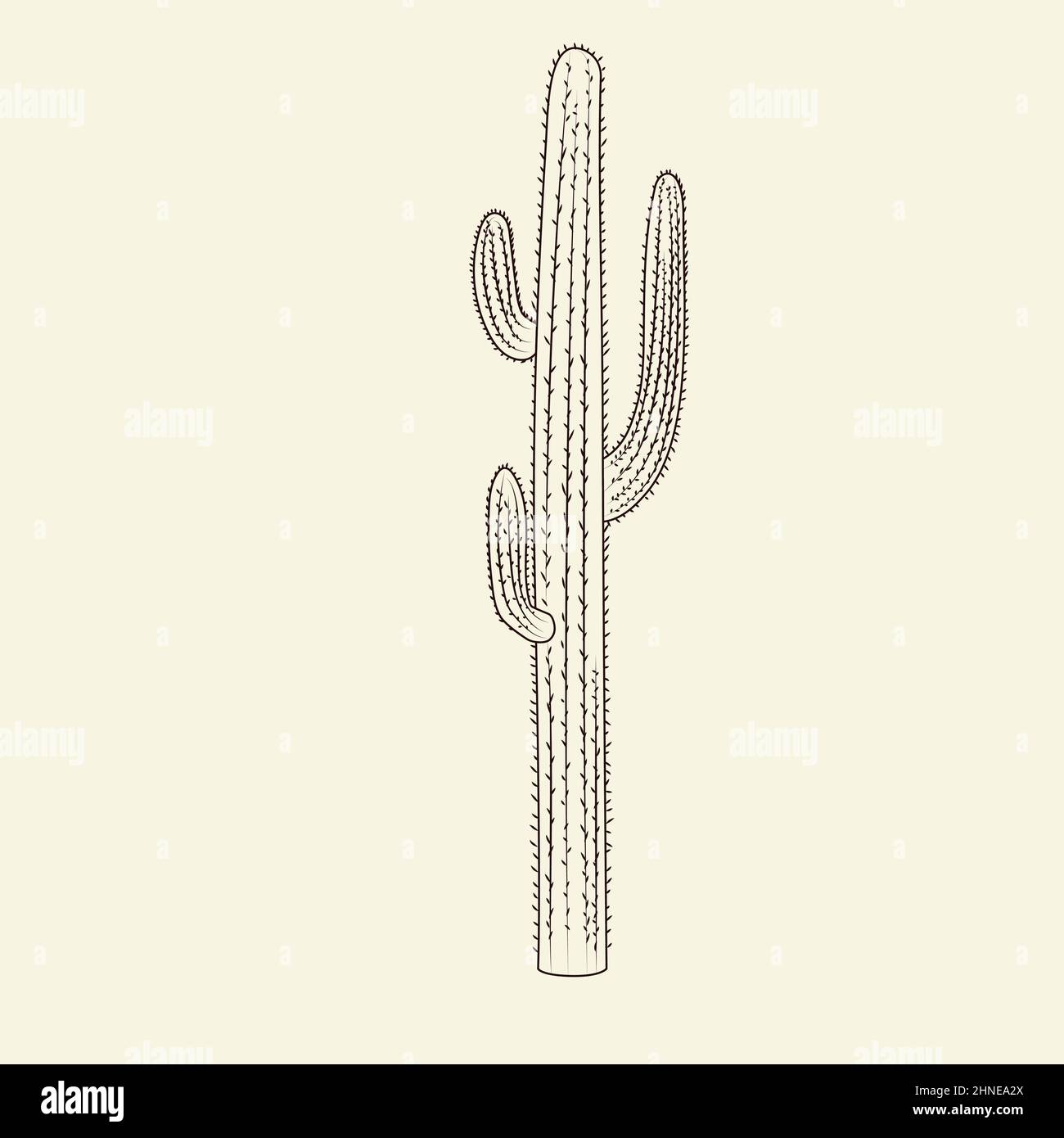 Wild saguaro cacti sketch. Hand drawn cactus isolated on light ...