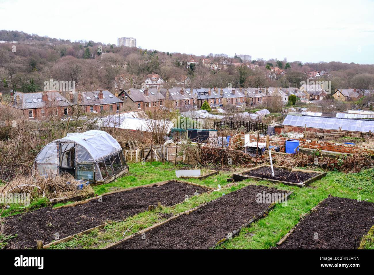 Urban allotments on the edge of Sheffield. Terraced housing forms a ...