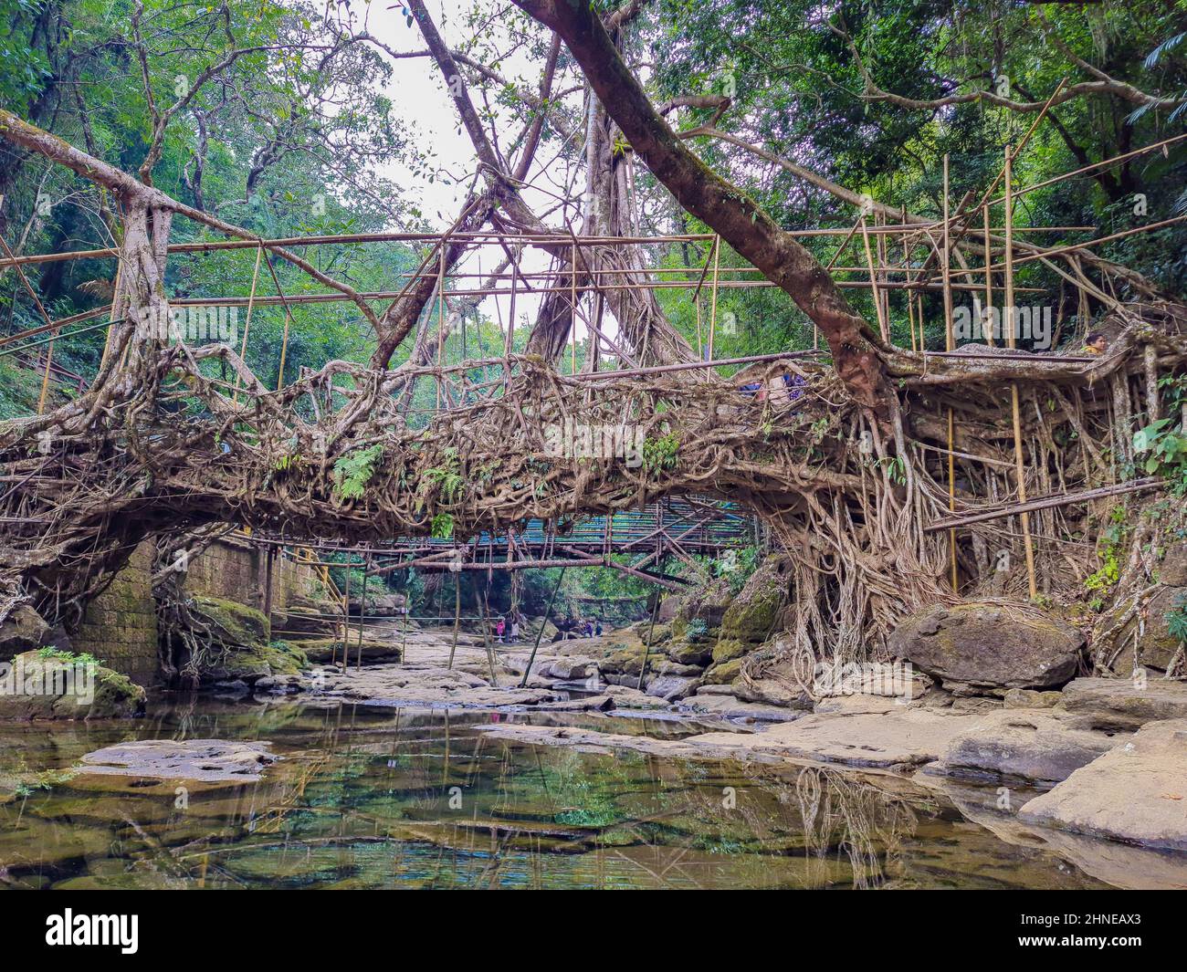 Tree Bridge India