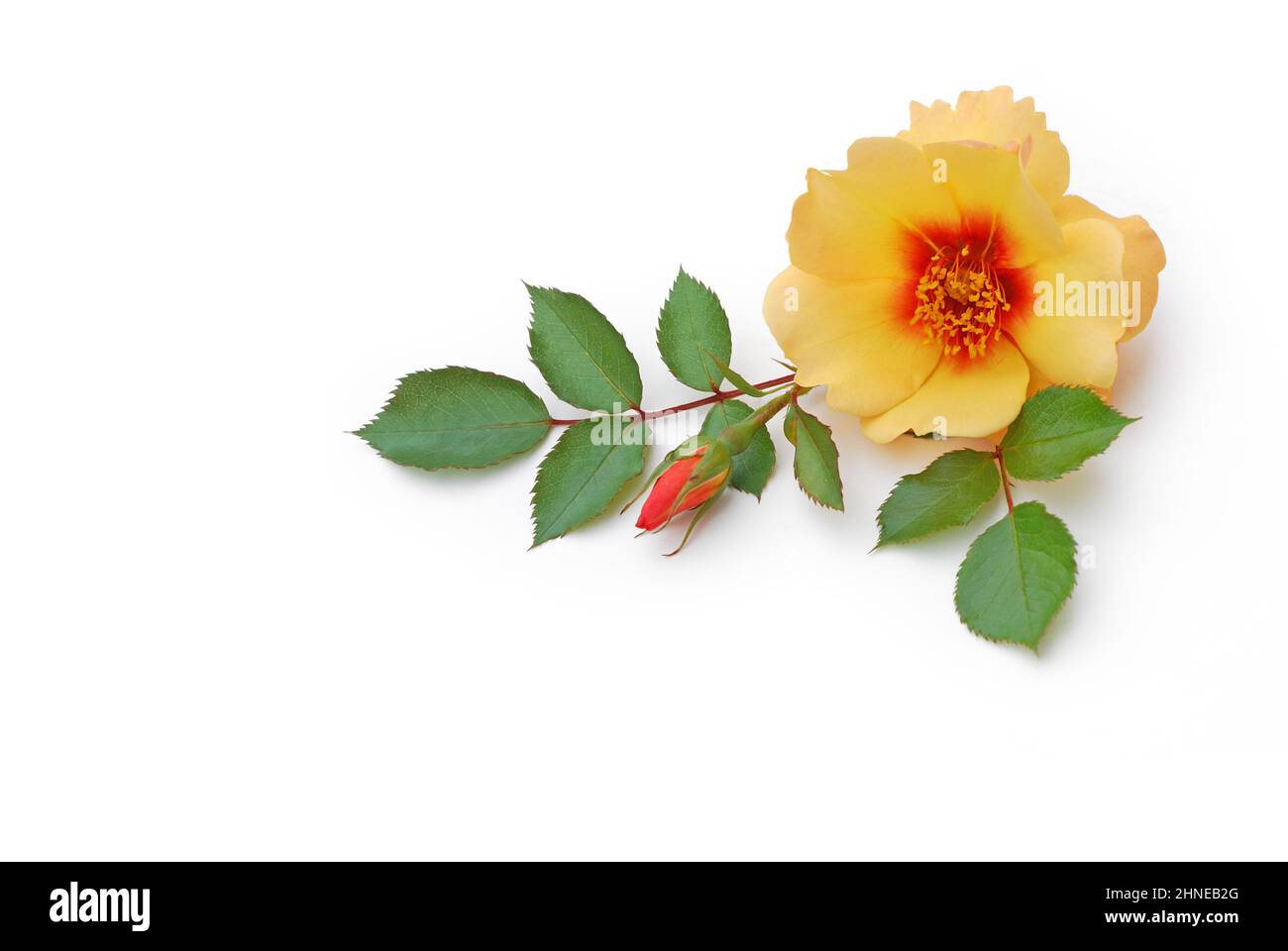 Persian rose garden Cut Out Stock Images & Pictures - Alamy