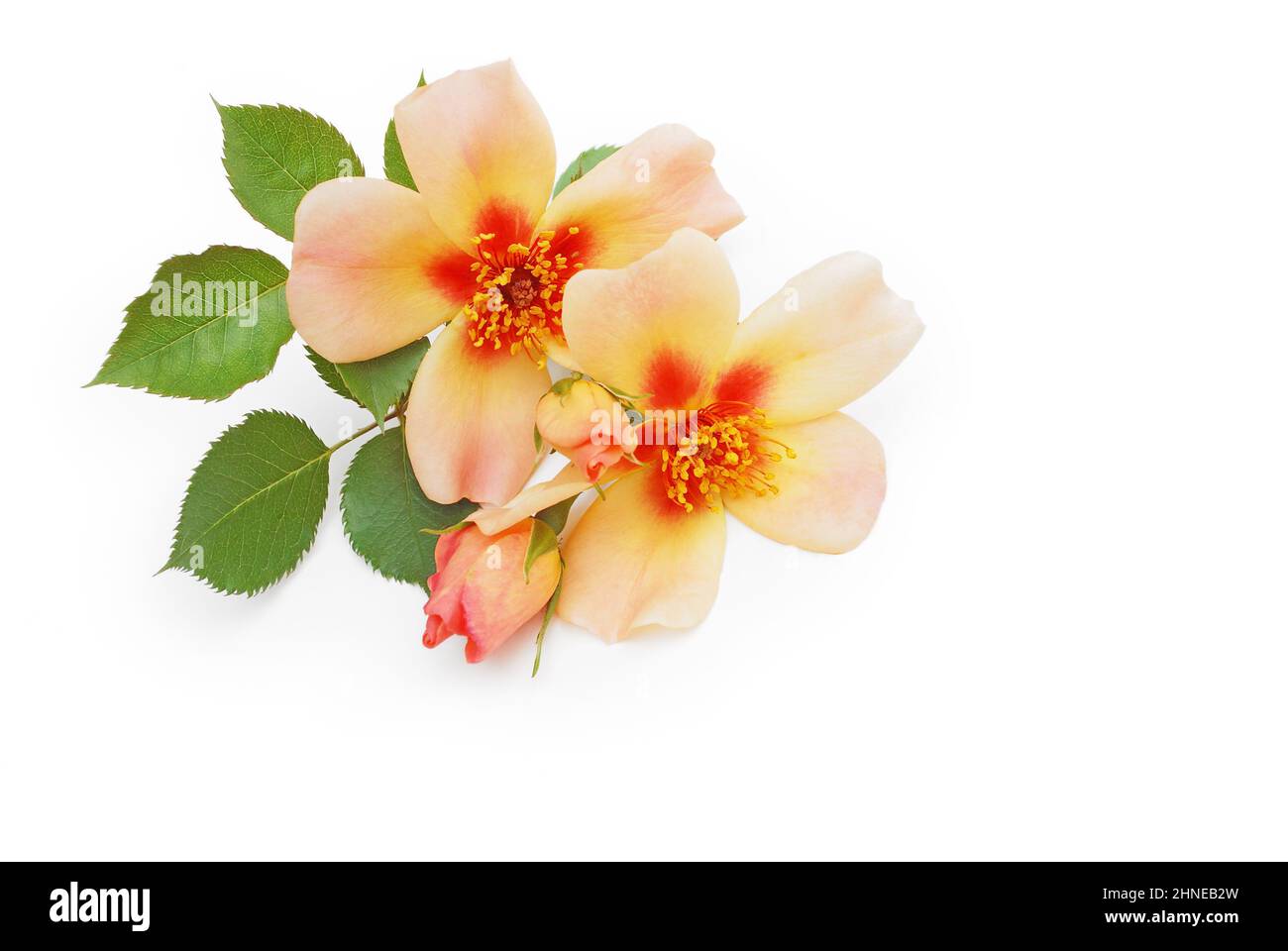 Persian rose garden hi-res stock photography and images - Alamy