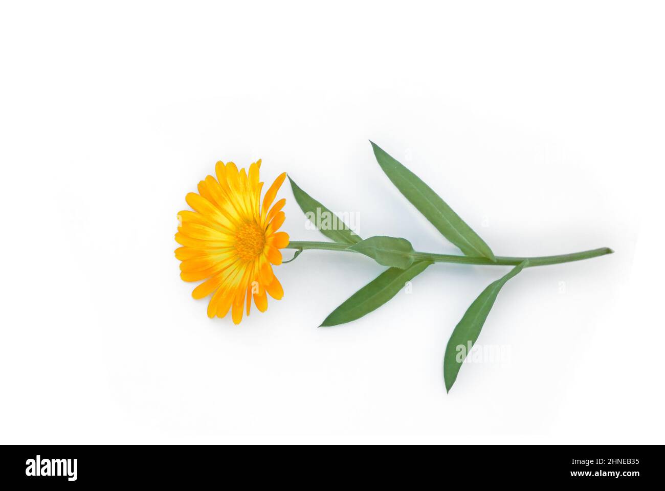 Marigold date Cut Out Stock Images & Pictures - Alamy