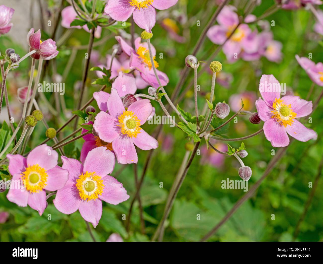 Blooming autumn anemone, Anemone hupehensis Stock Photo - Alamy