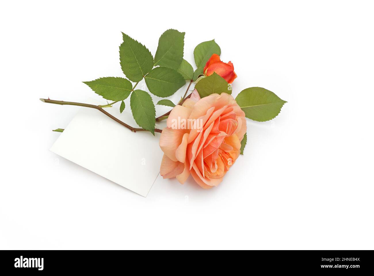 Birth flower is rose hi-res stock photography and images - Alamy