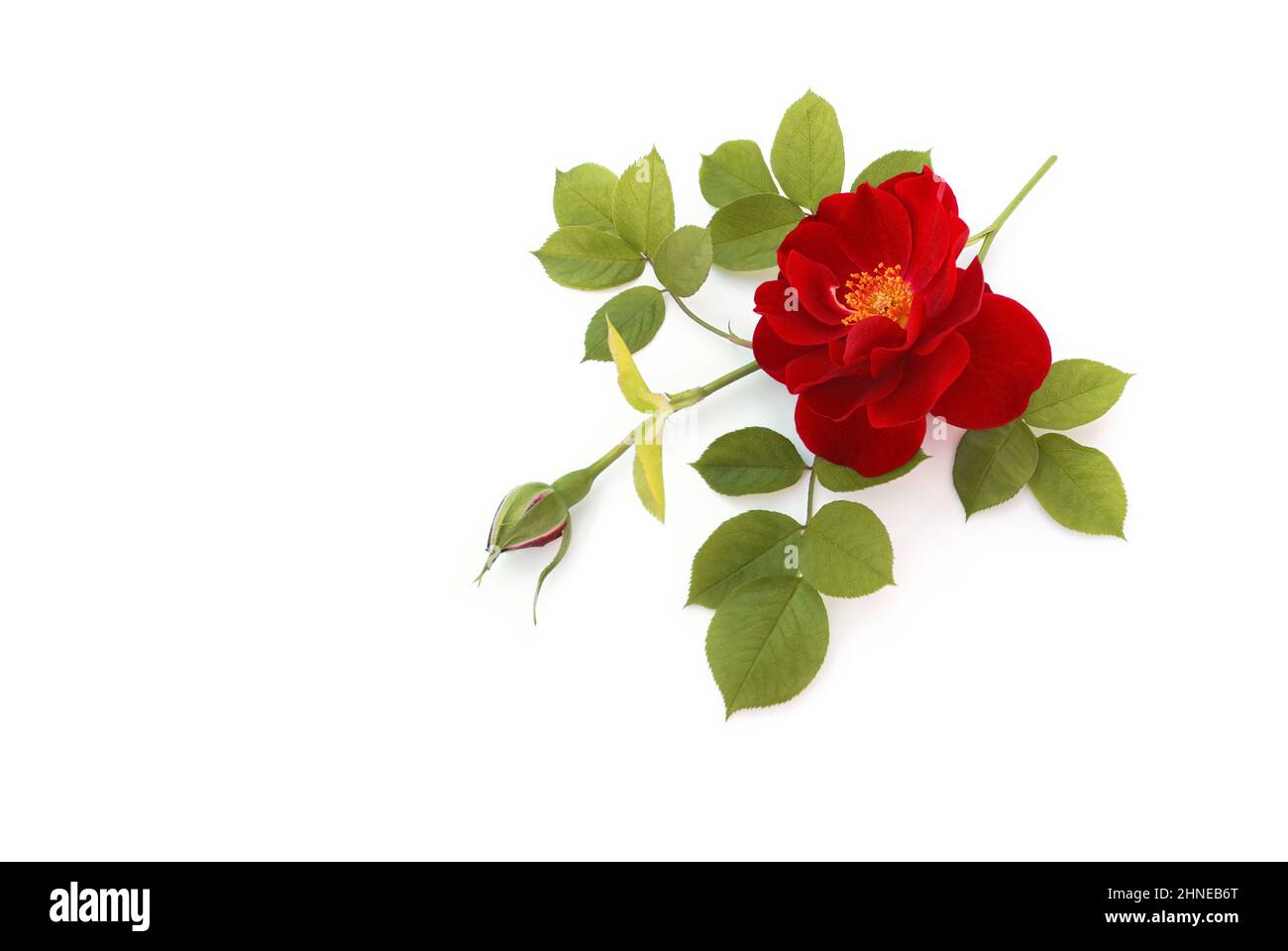 Shrub roses Cut Out Stock Images & Pictures - Alamy