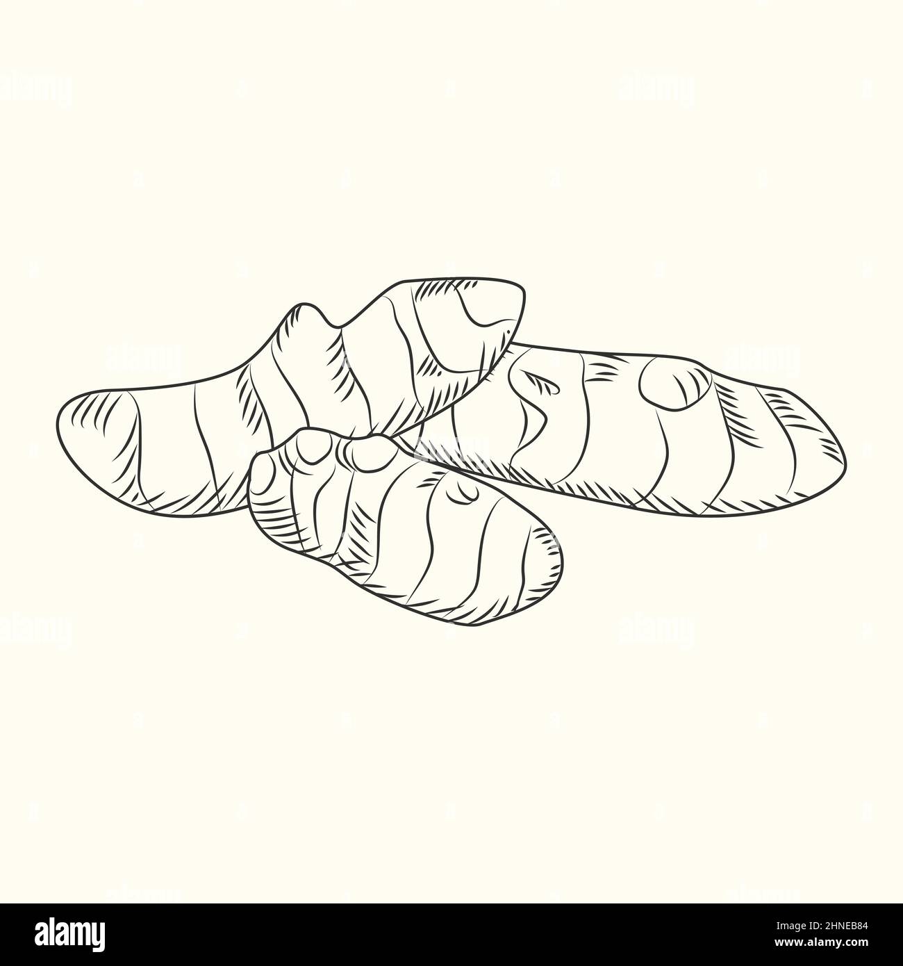 Hand drawn ginger root. Fresh ginger isolated on background. Engraving ...