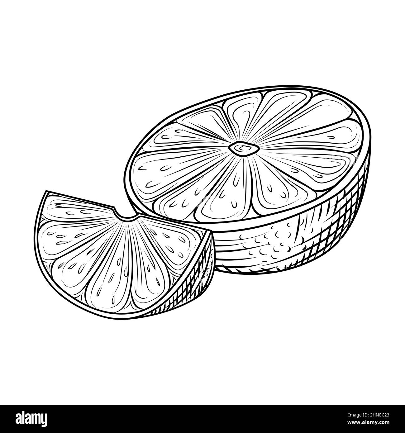 Hand drawn orange fruit . Slices of oranges isolated on white ...