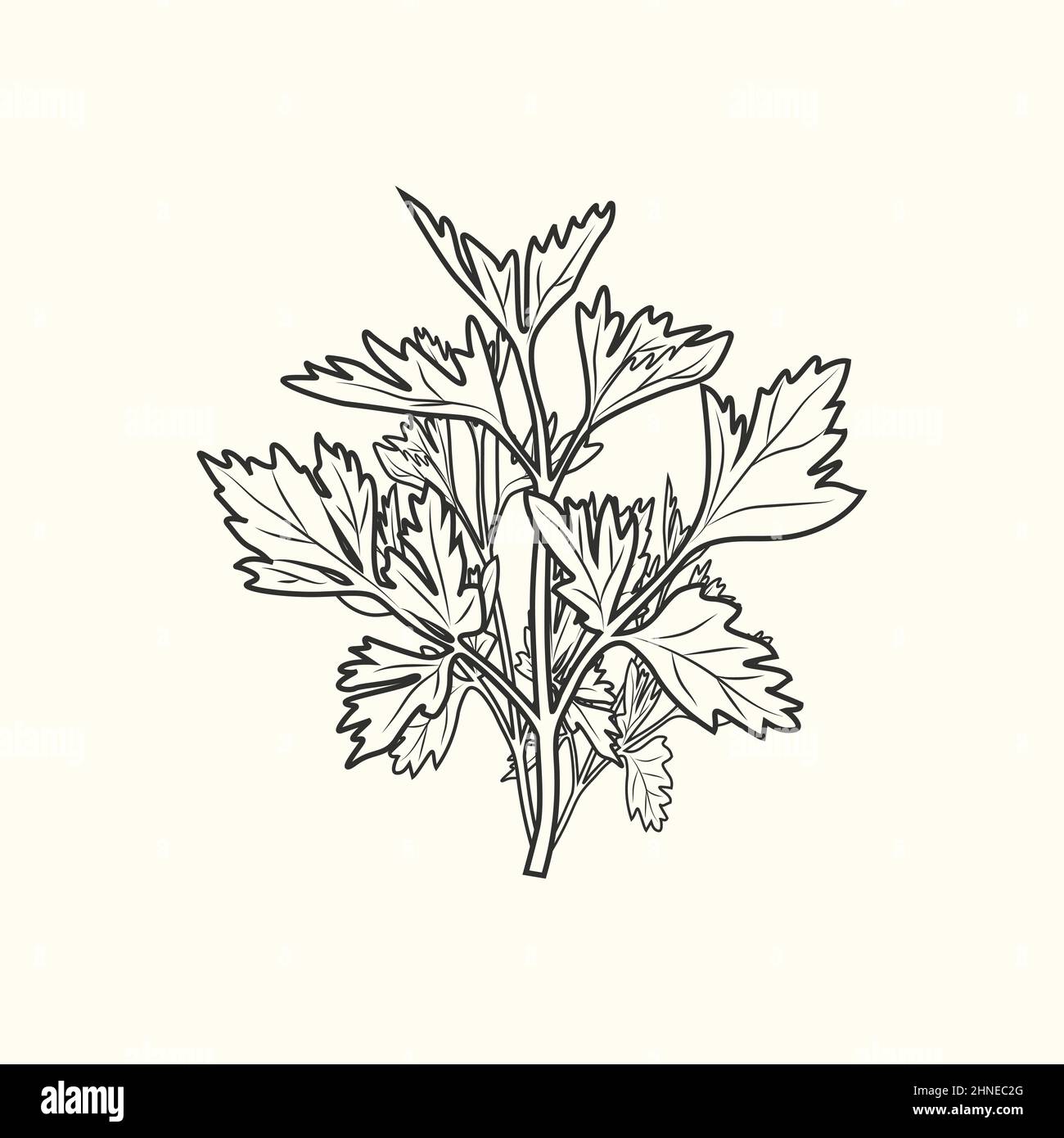 Parsley ink sketch isolated. Monochrome food ingredient. Vintage hand ...