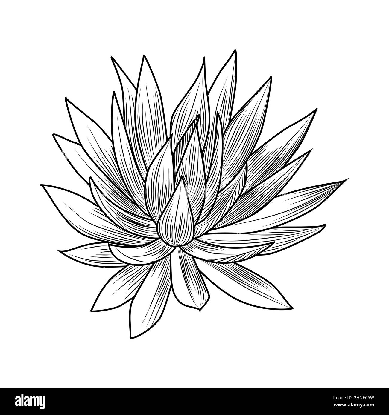 Blue agave plants Stock Vector Images - Alamy