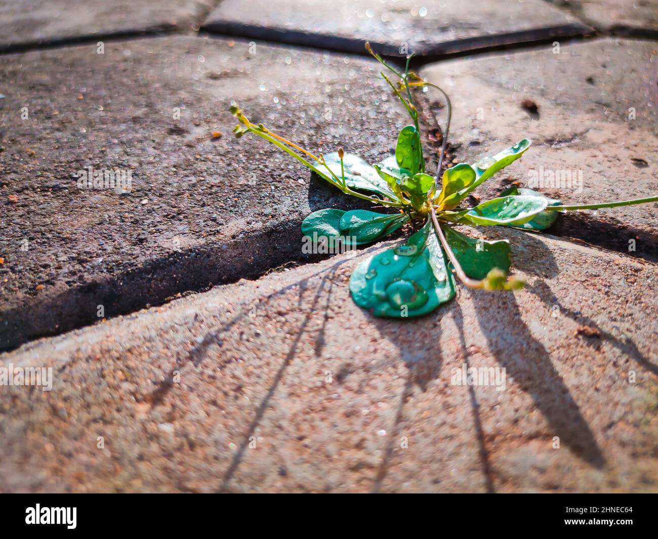 small tree growing out of blocks showing nature action Stock Photo - Alamy