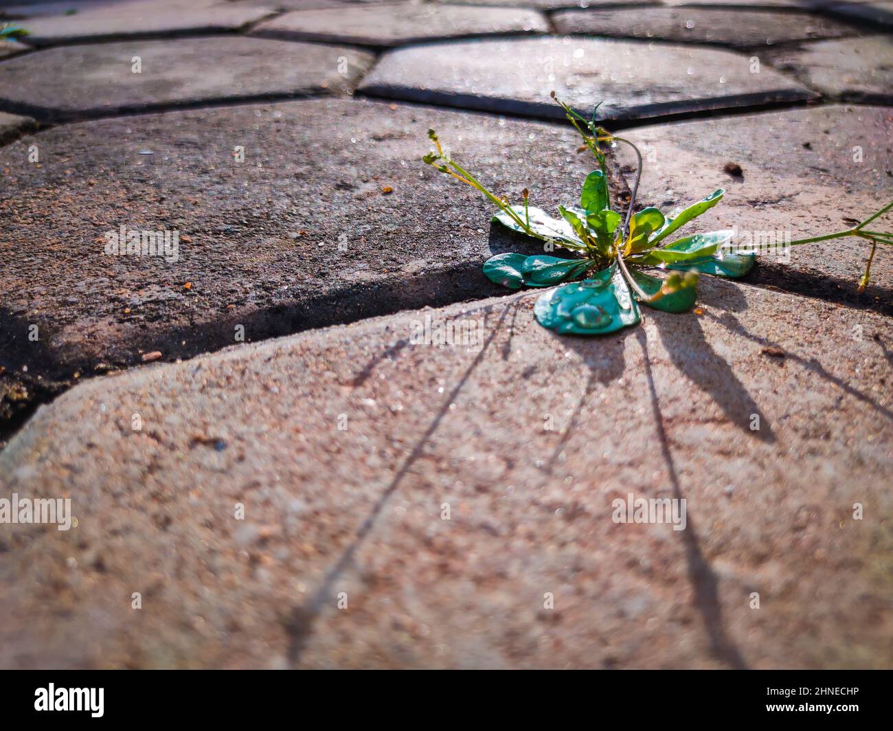 small tree growing out of blocks showing nature action Stock Photo - Alamy