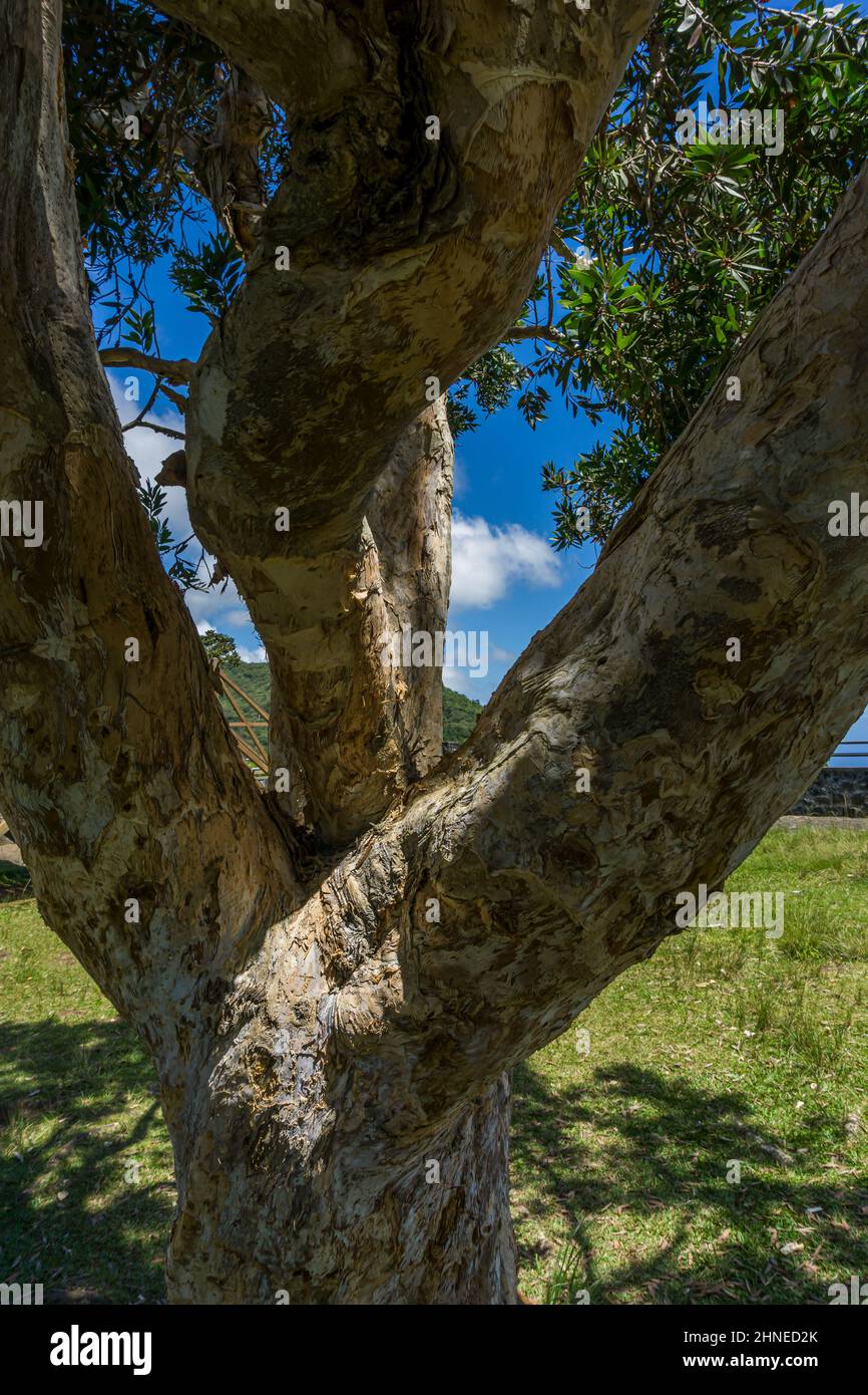 Landscape through a three pronged trunk tree Stock Photo - Alamy