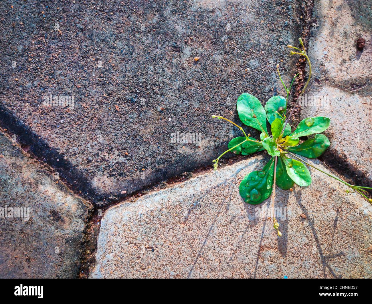 small tree growing out of blocks showing nature action Stock Photo - Alamy