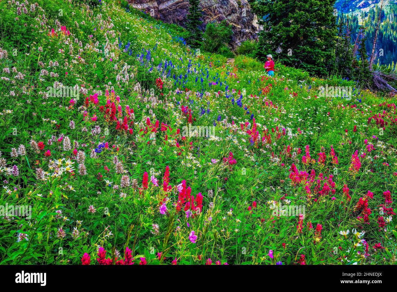 A woman blends in with beautiful wildflowers during a hike. The Albion ...
