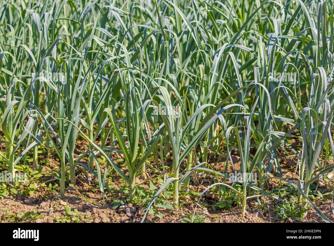 Field of Organically Grown Green Spring Onion Vegetables Stock Photo ...
