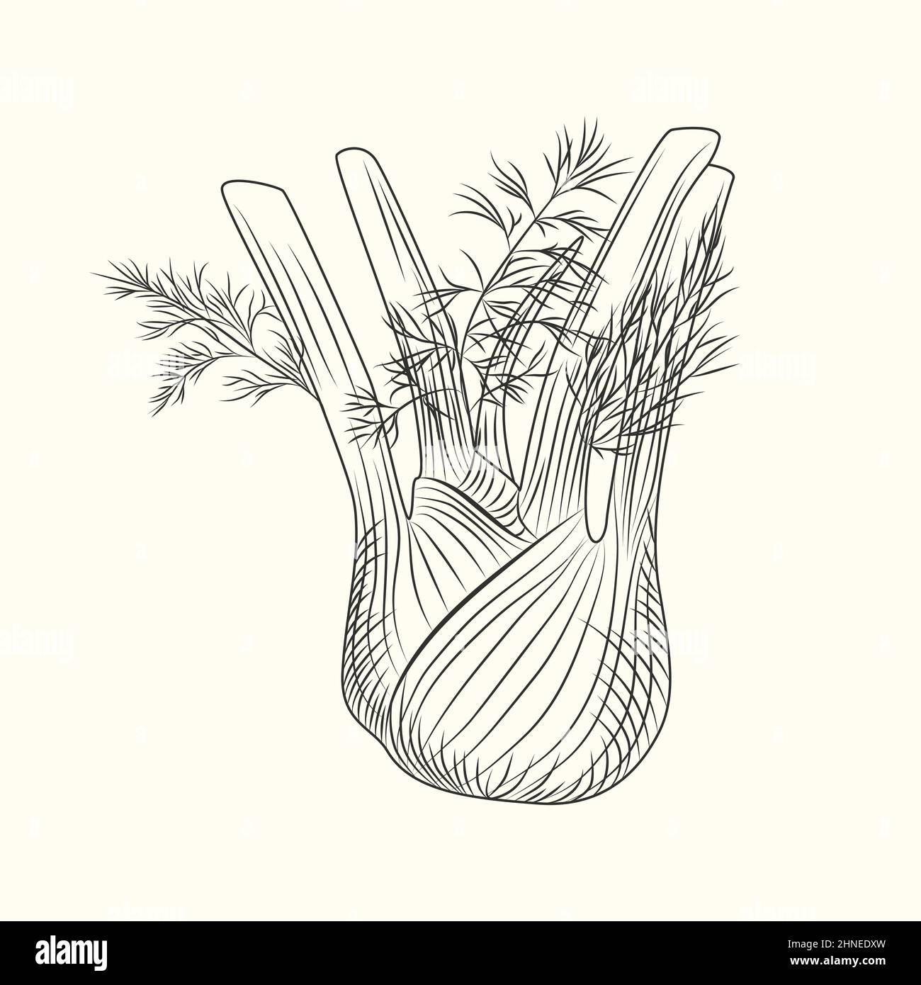 Fennel bulb illustration hi-res stock photography and images - Alamy