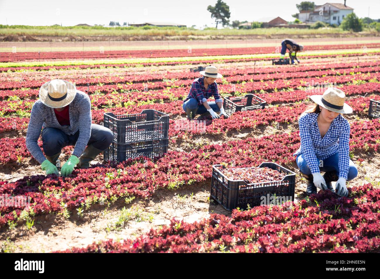 Team of workers harvests red lettuce Stock Photo - Alamy