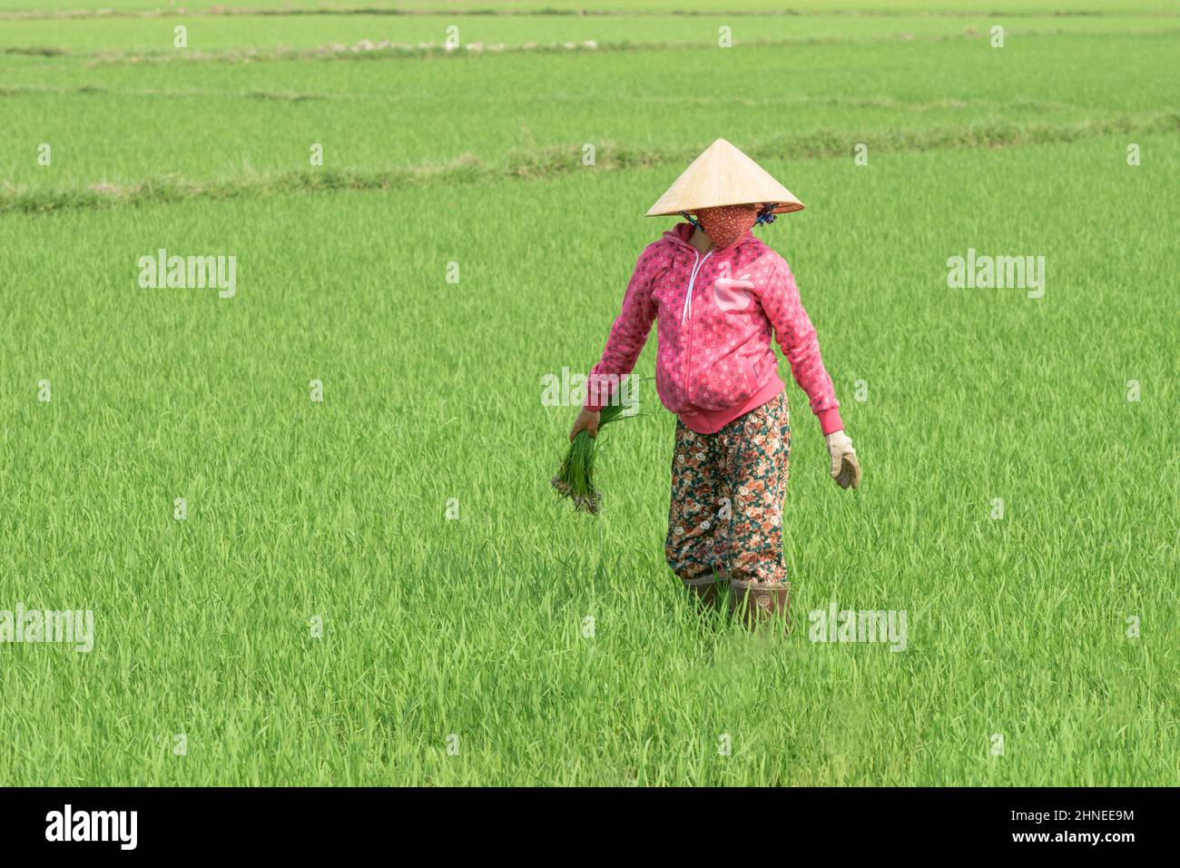 Rice paddy hat hi-res stock photography and images - Alamy