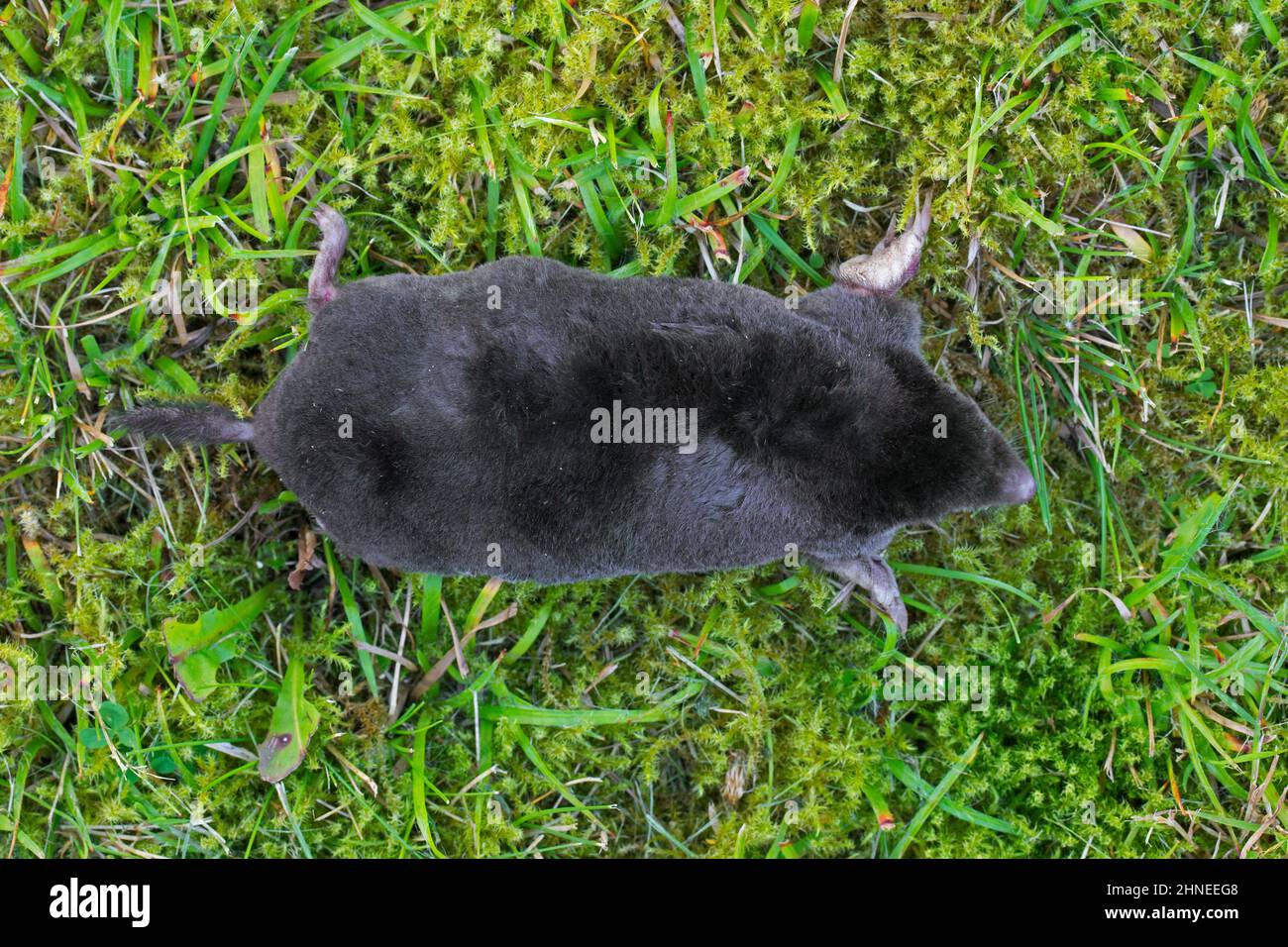 Top view over European mole / common mole (Talpa europaea) lying on the ...