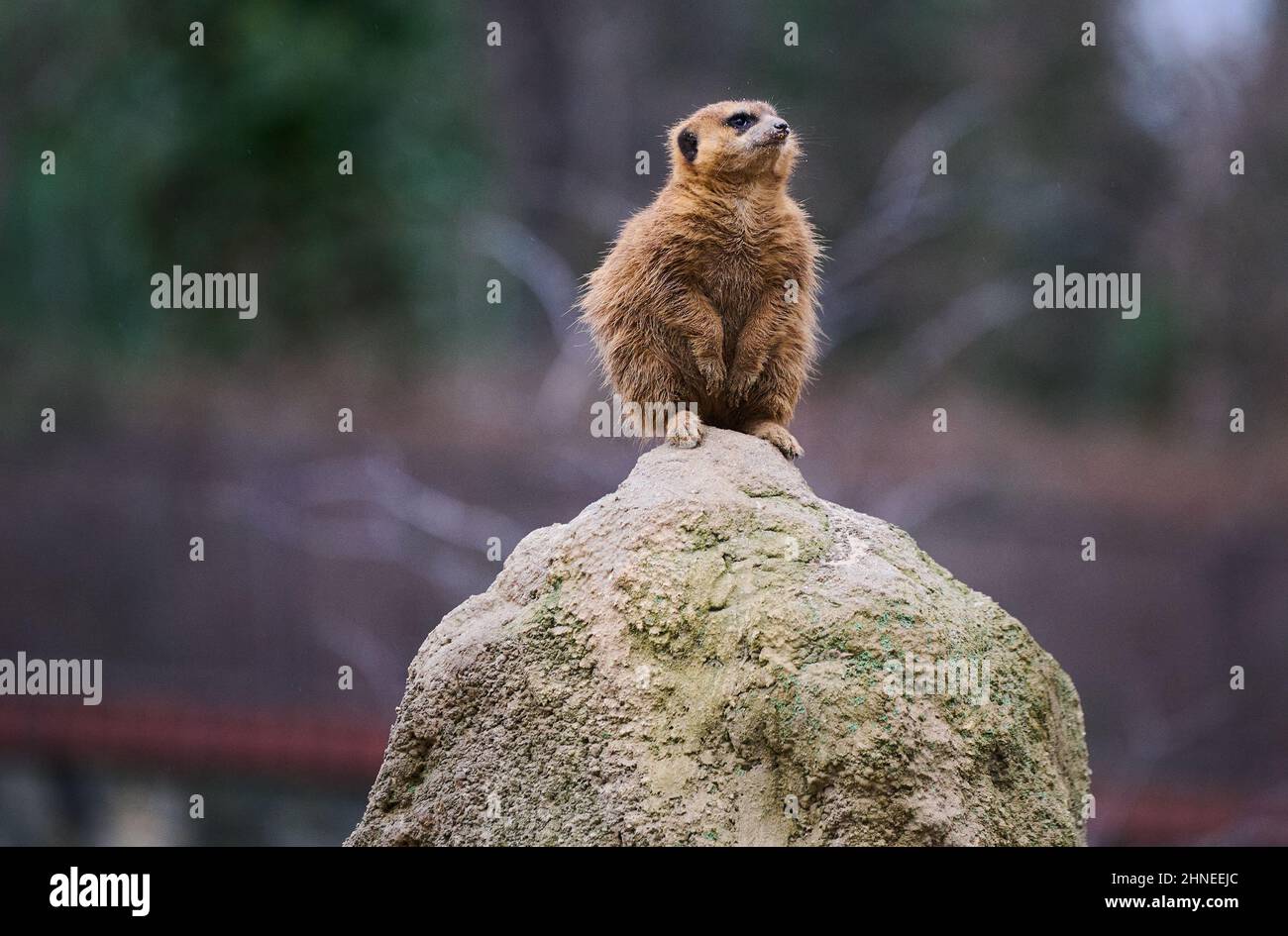 Closes nose hi-res stock photography and images - Alamy