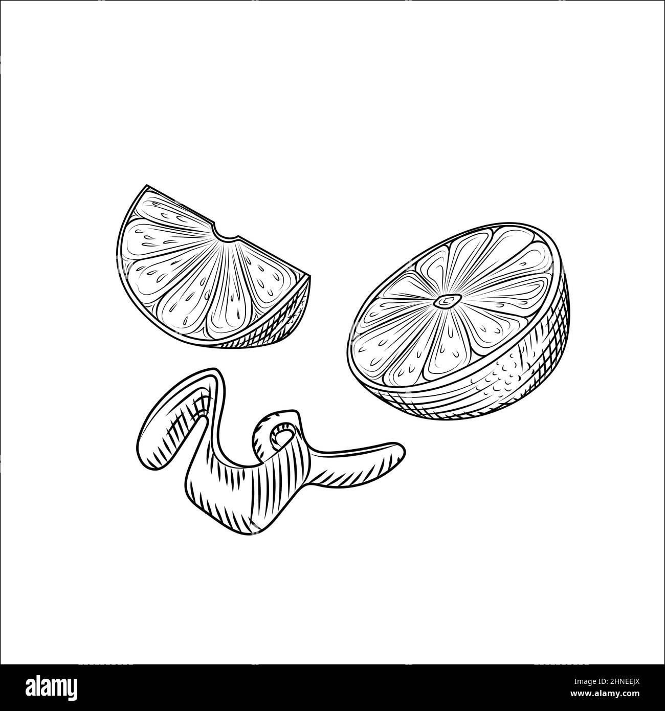 Hand drawn orange fruit in vintage style. Slices of oranges isolated on ...