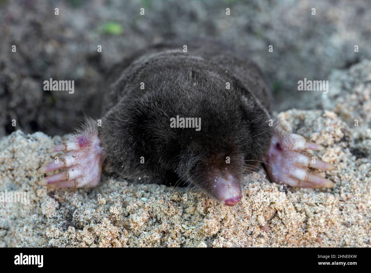 European mole / common mole (Talpa europaea) lying on bare soil showing ...