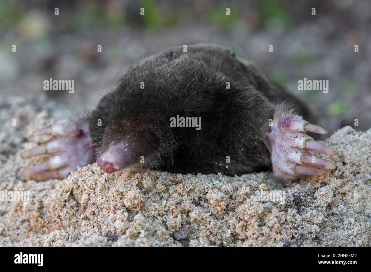 European mole / common mole (Talpa europaea) lying on bare soil showing ...