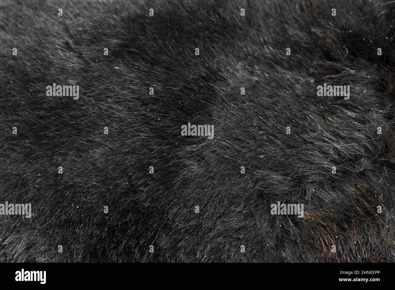 European mole / common mole (Talpa europaea) close-up of fur / coat ...