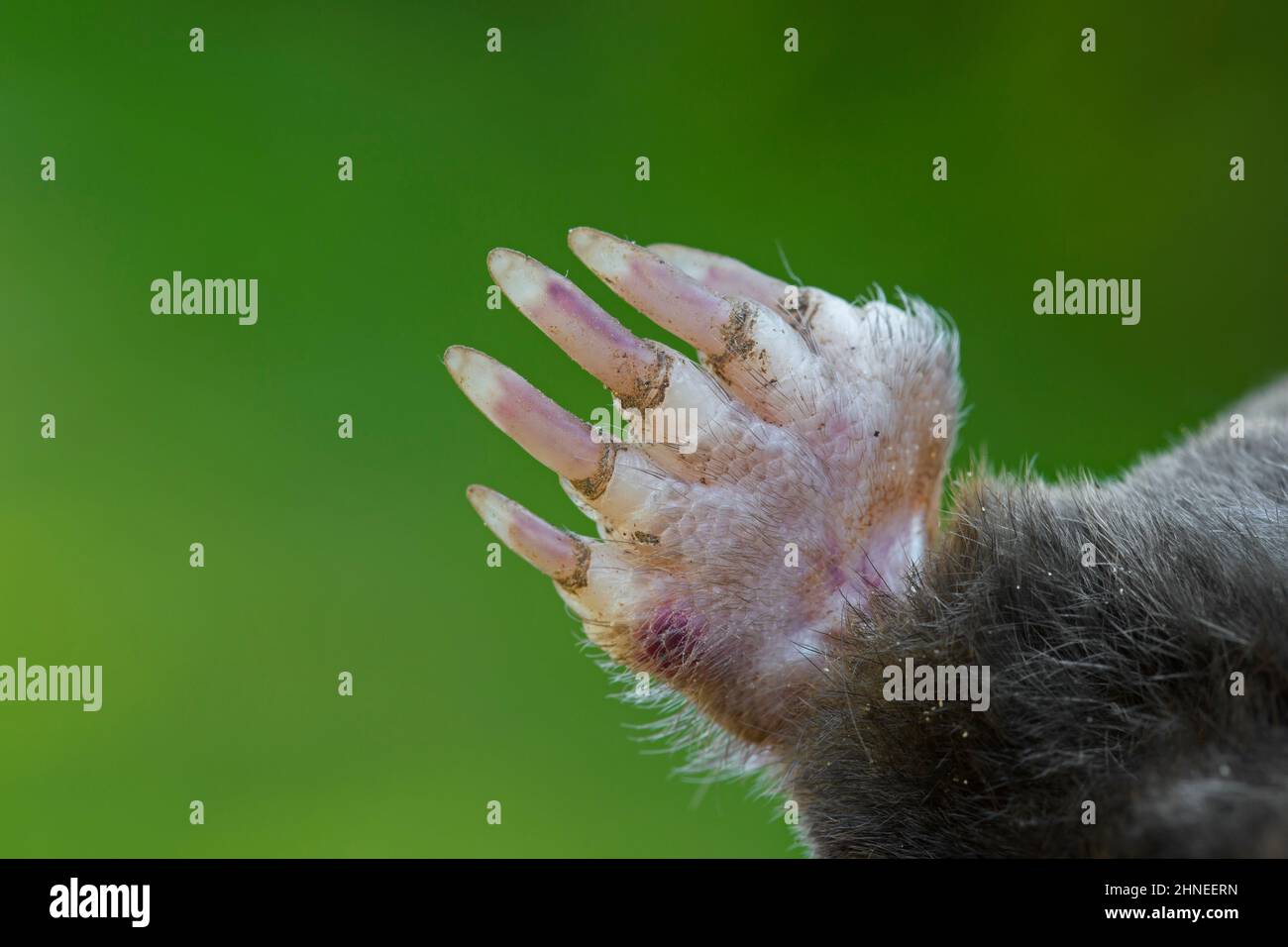 Moles have large front claws hi-res stock photography and images - Alamy