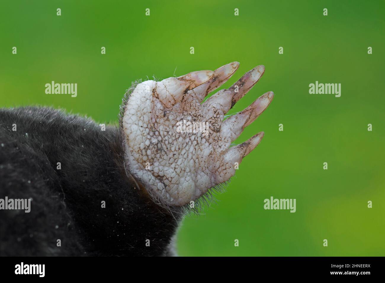 European mole / common mole (Talpa europaea) close-up of underside of ...
