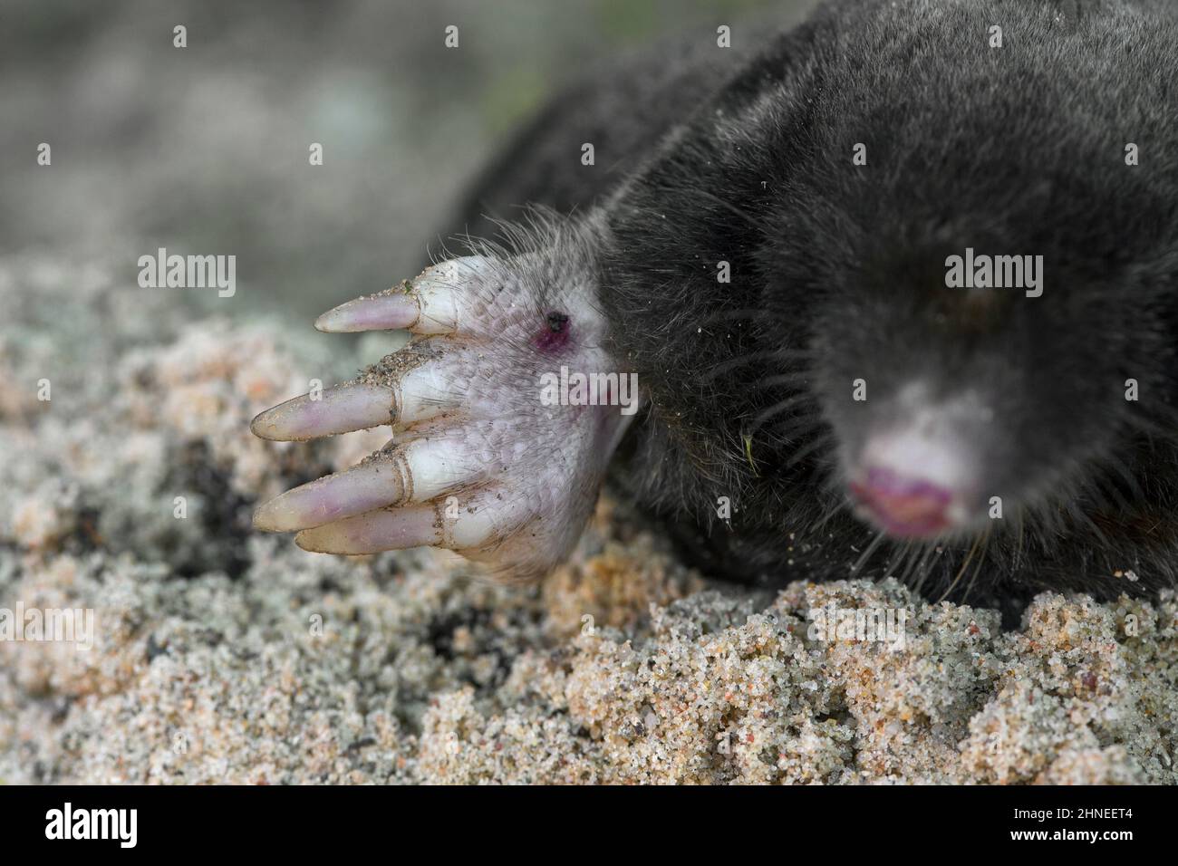 Moles have large front claws hi-res stock photography and images - Alamy
