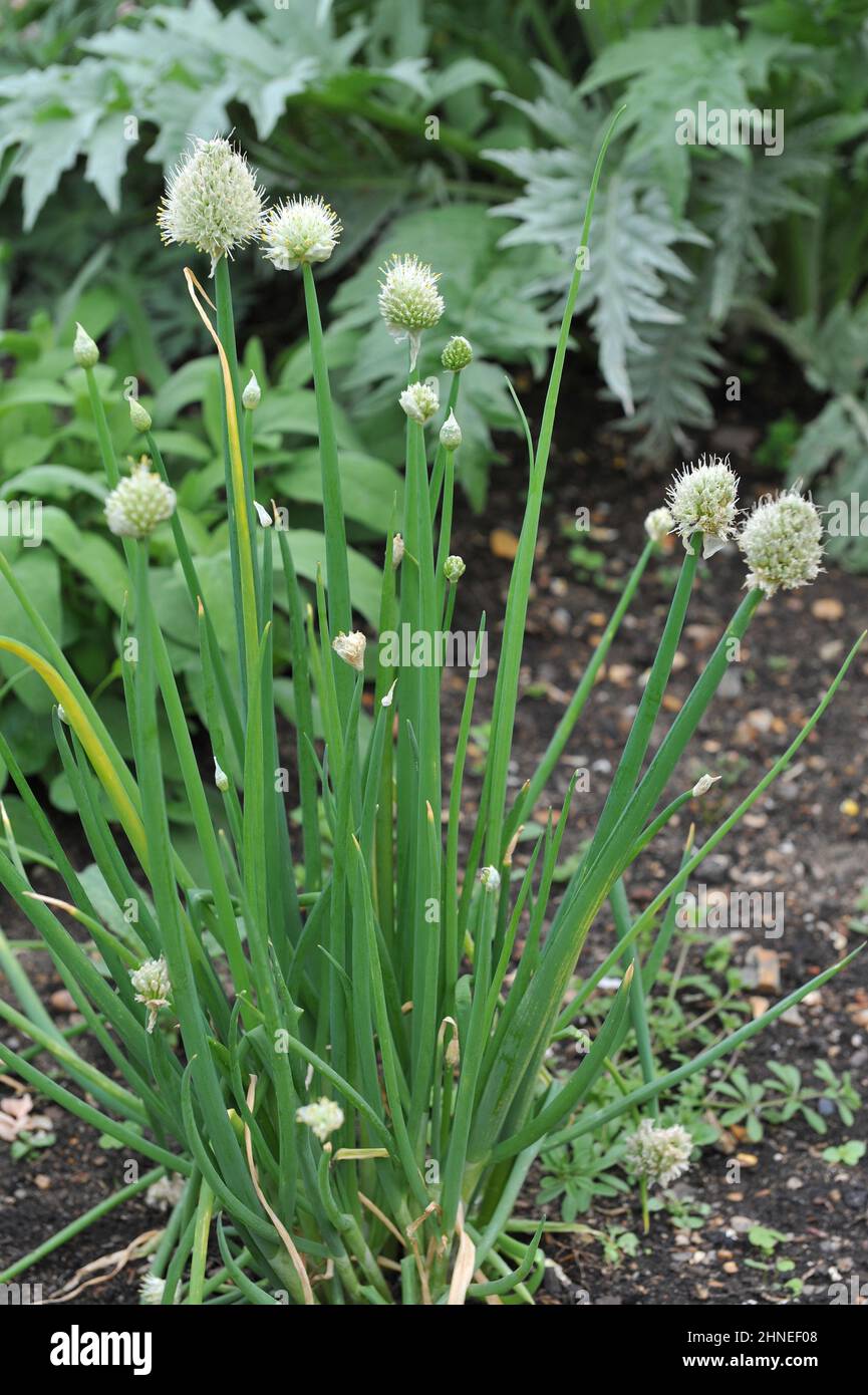 Welsh onion (Allium fistulosum) blooms in a garden in May Stock Photo ...