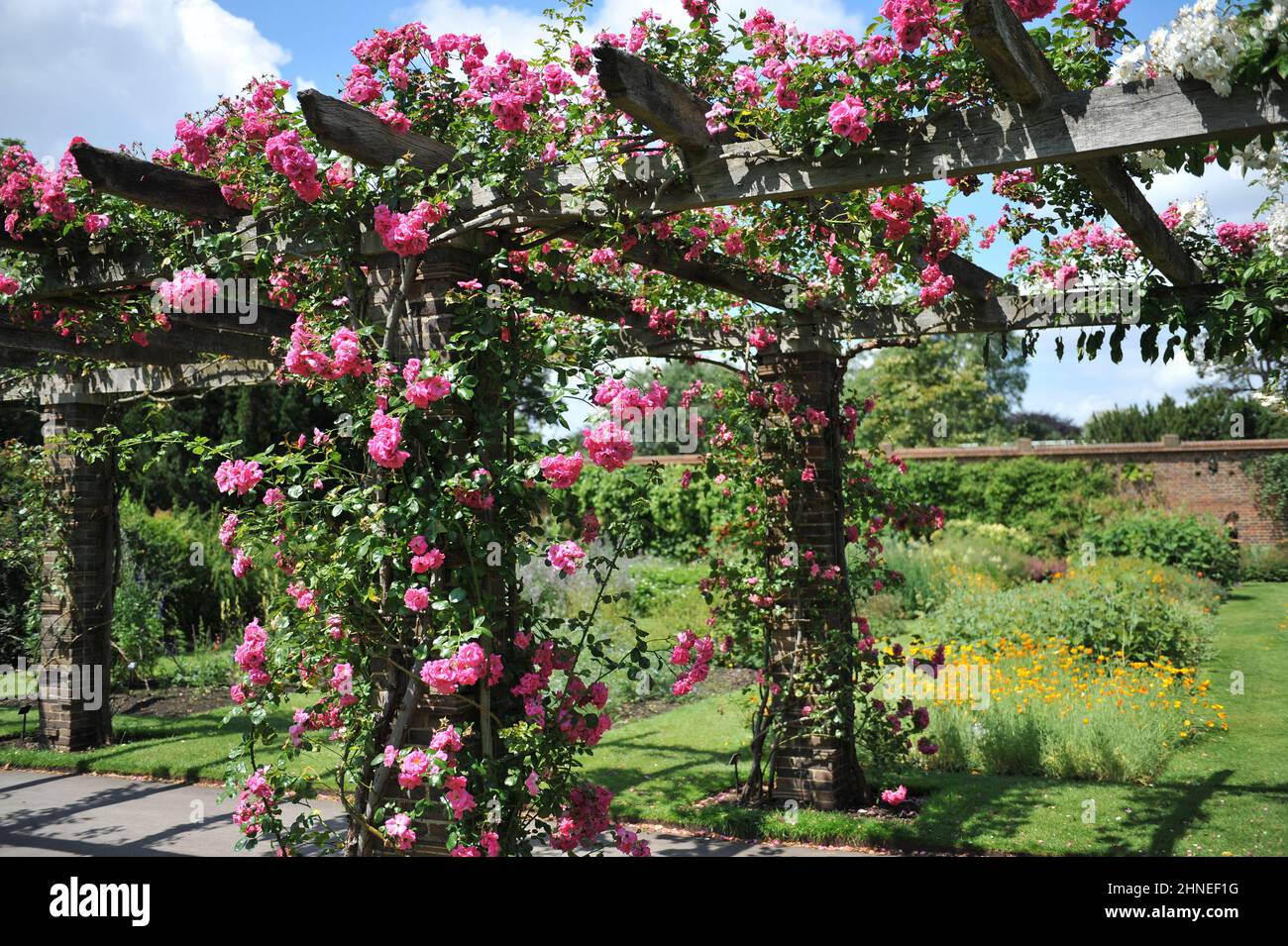 Rosa chaplins rosa hi-res stock photography and images - Alamy
