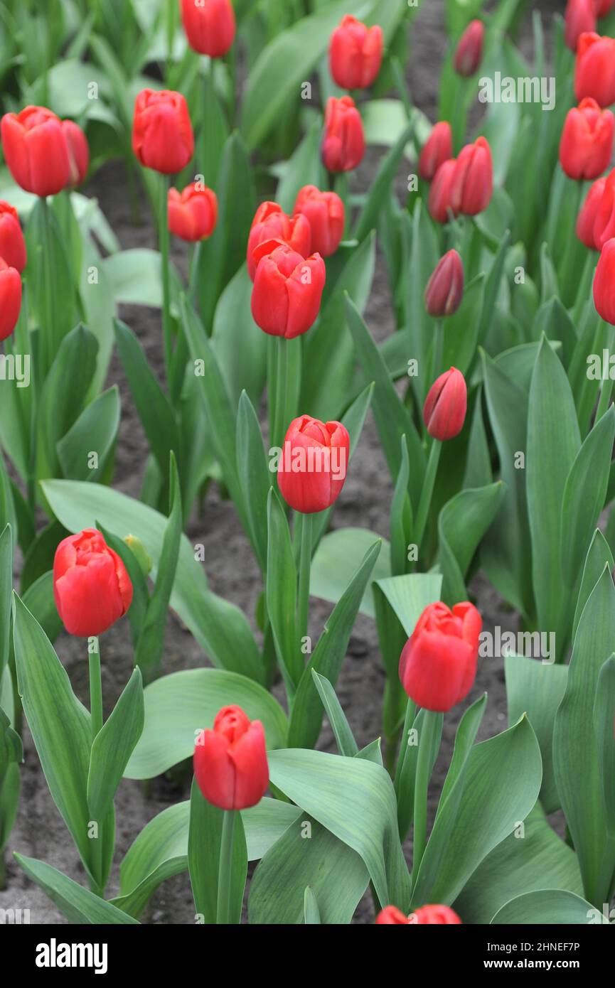 Red Triumph tulips (Tulipa) Kay bloom in a garden in March Stock Photo ...