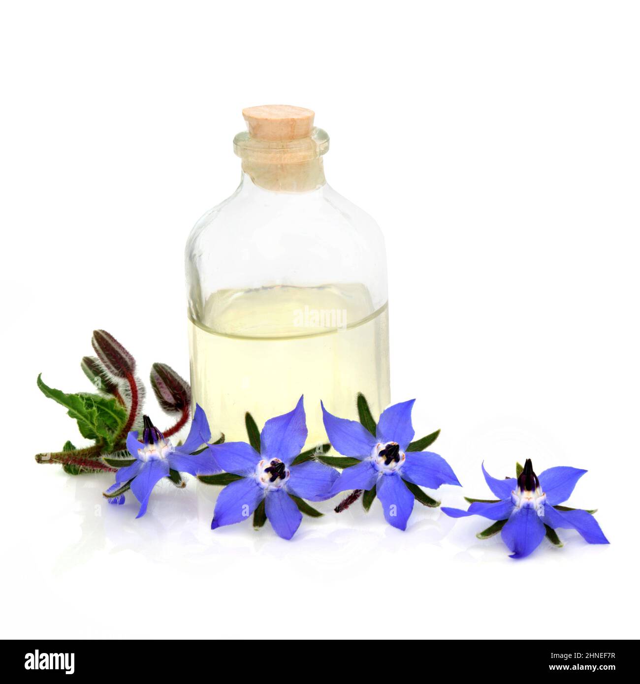 Borage herb wild flowers with glass oil bottle used in aromatherapy and ...