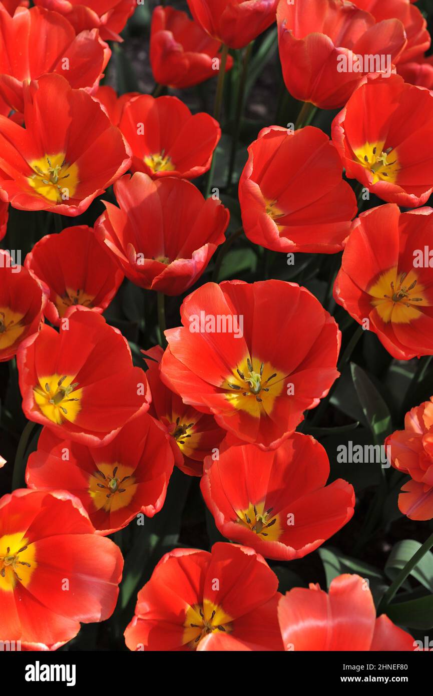 Red Triumph tulips (Tulipa) Kay bloom in a garden in April Stock Photo ...