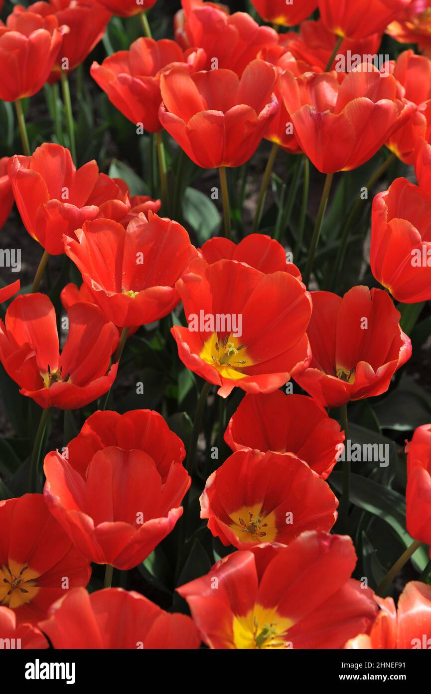 Red Triumph tulips (Tulipa) Kay bloom in a garden in April Stock Photo ...