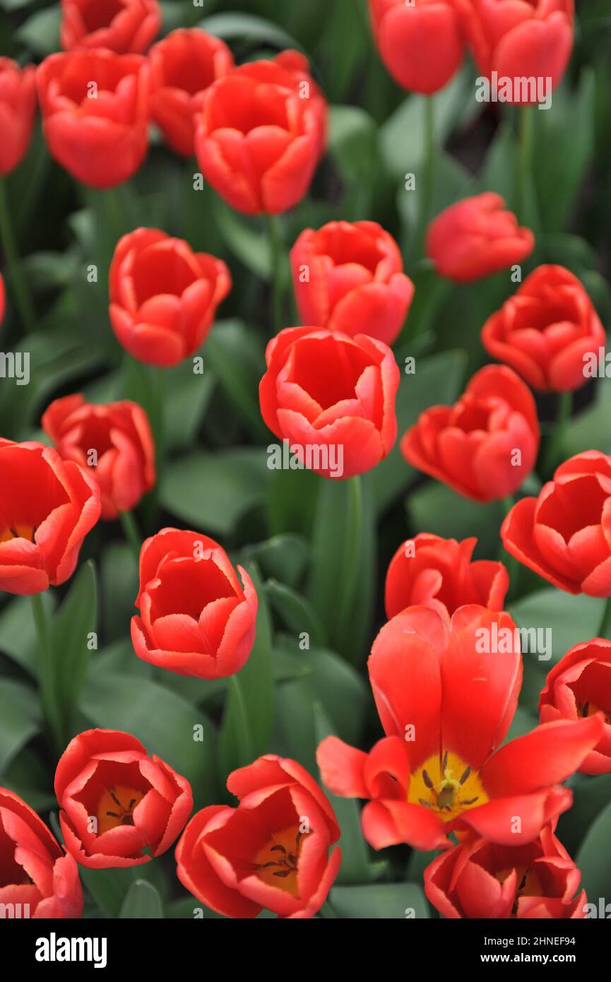 Red Triumph tulips (Tulipa) Kay bloom in a garden in April Stock Photo ...