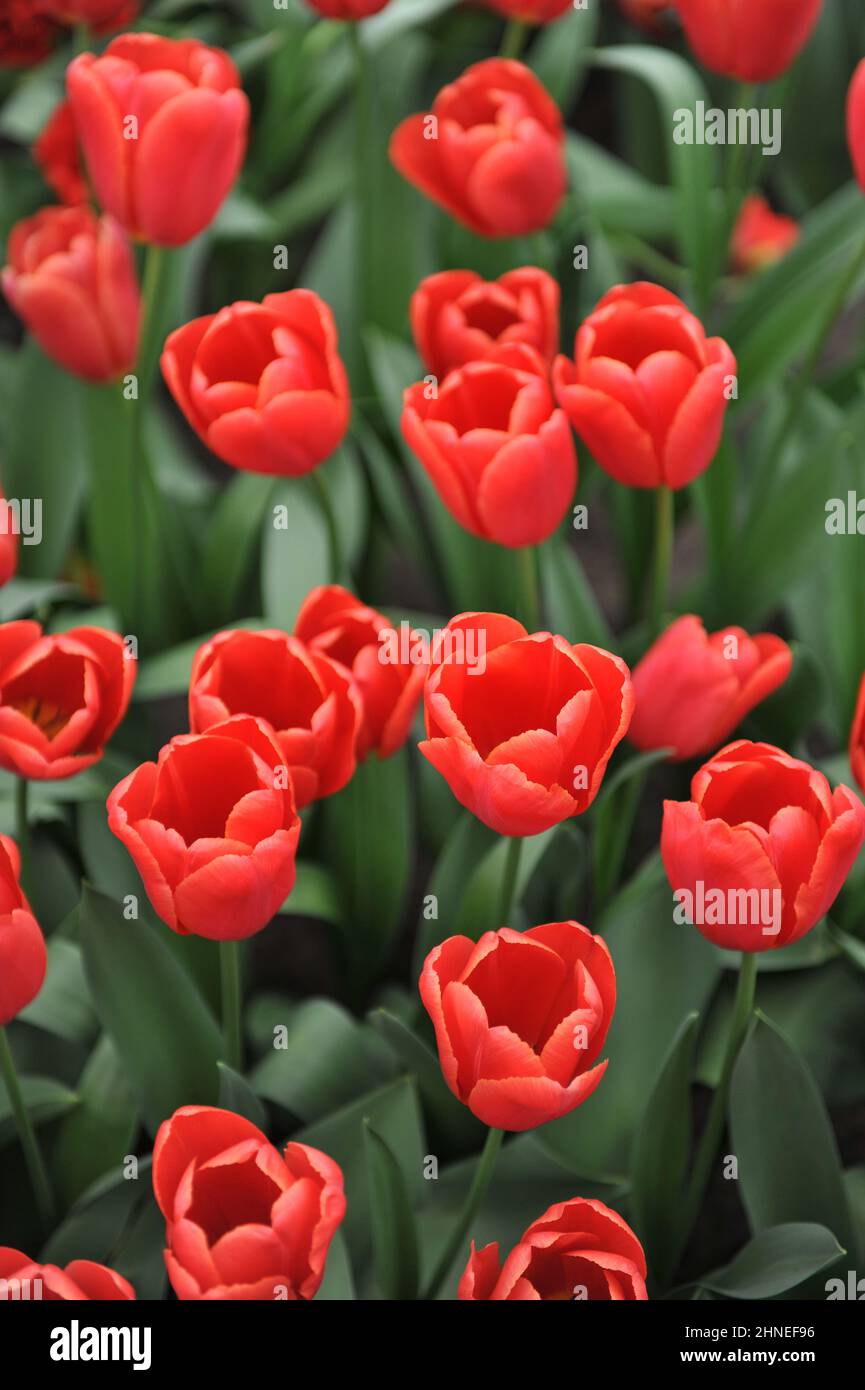 Red Triumph tulips (Tulipa) Kay bloom in a garden in April Stock Photo ...