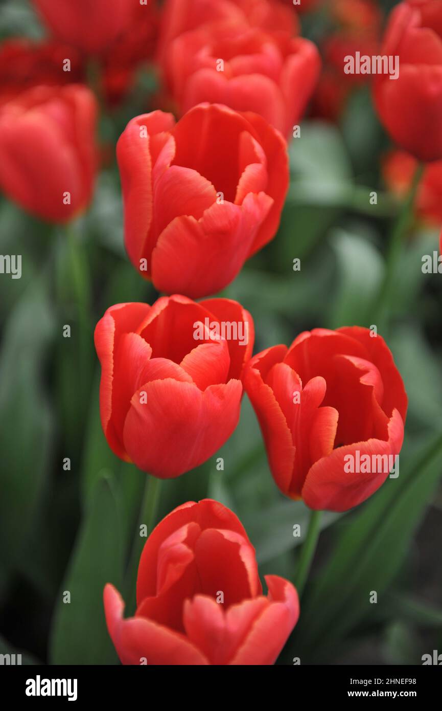 Red Triumph tulips (Tulipa) Kay bloom in a garden in April Stock Photo ...
