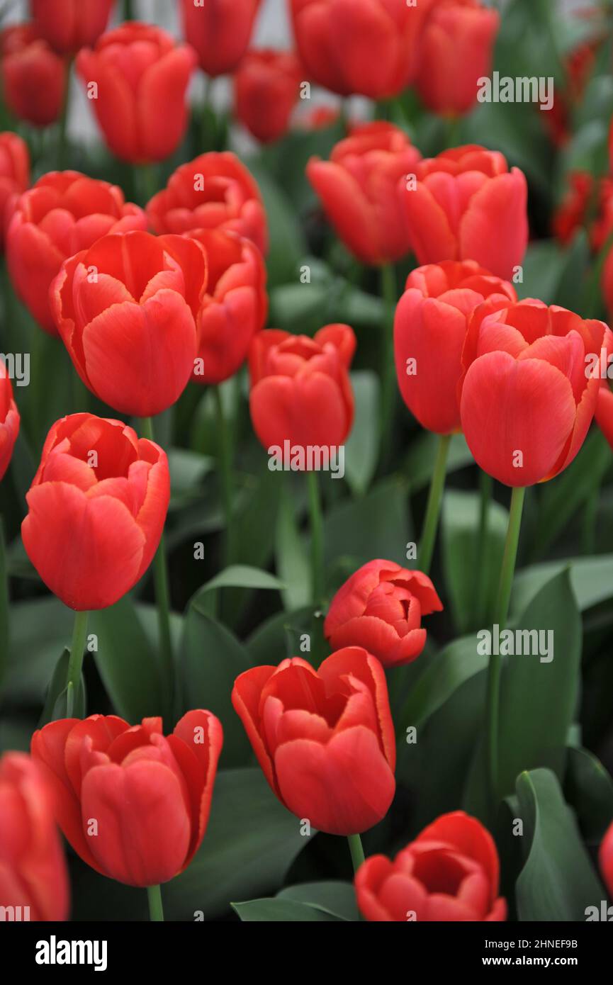 Red Triumph tulips (Tulipa) Kay bloom in a garden in April Stock Photo ...