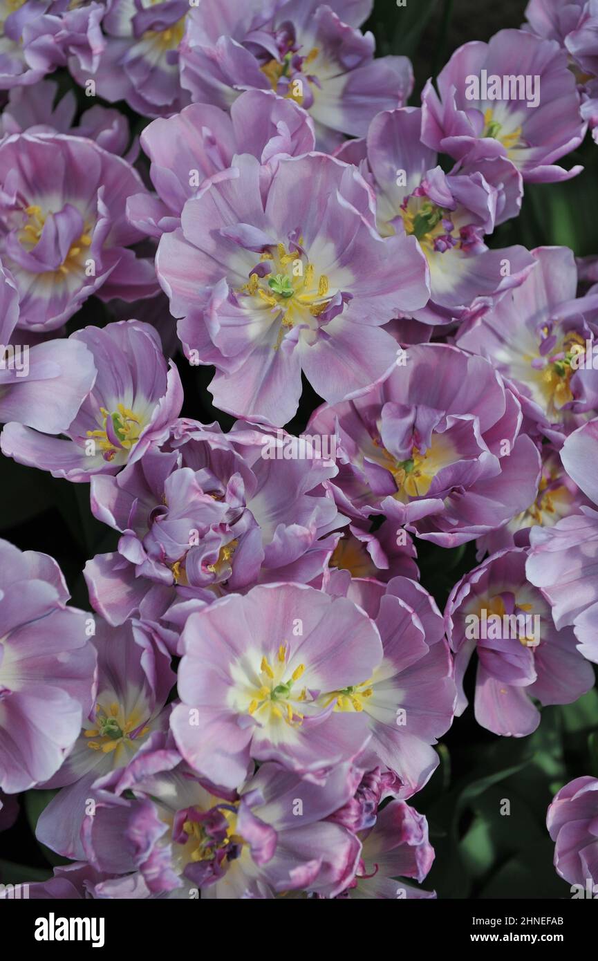Lilac-pink Double Early tulips (Tulipa) Kickstart bloom in a garden in ...