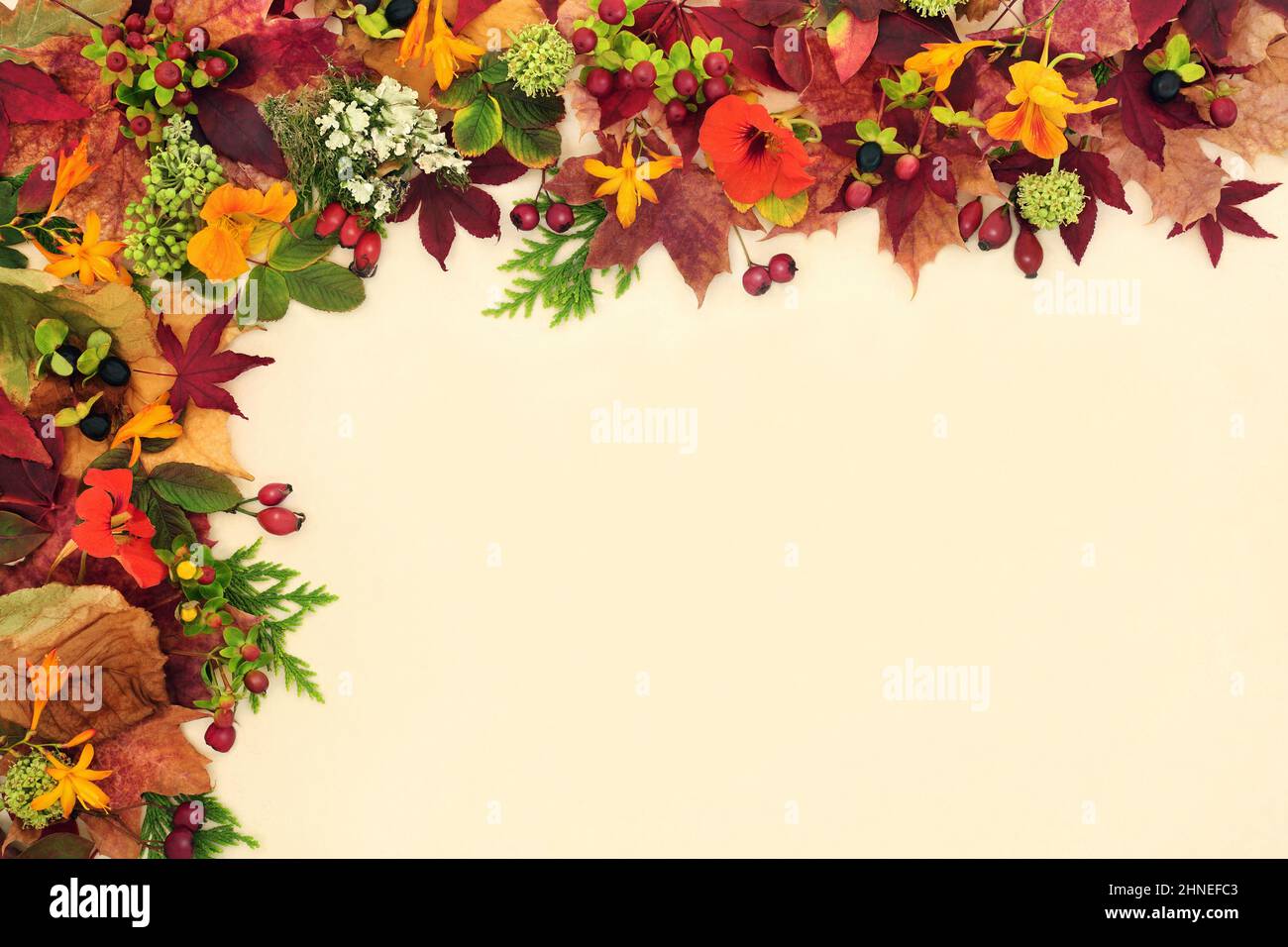 Beauty of Autumn leaf colours with leaves, flowers and red berry fruit ...