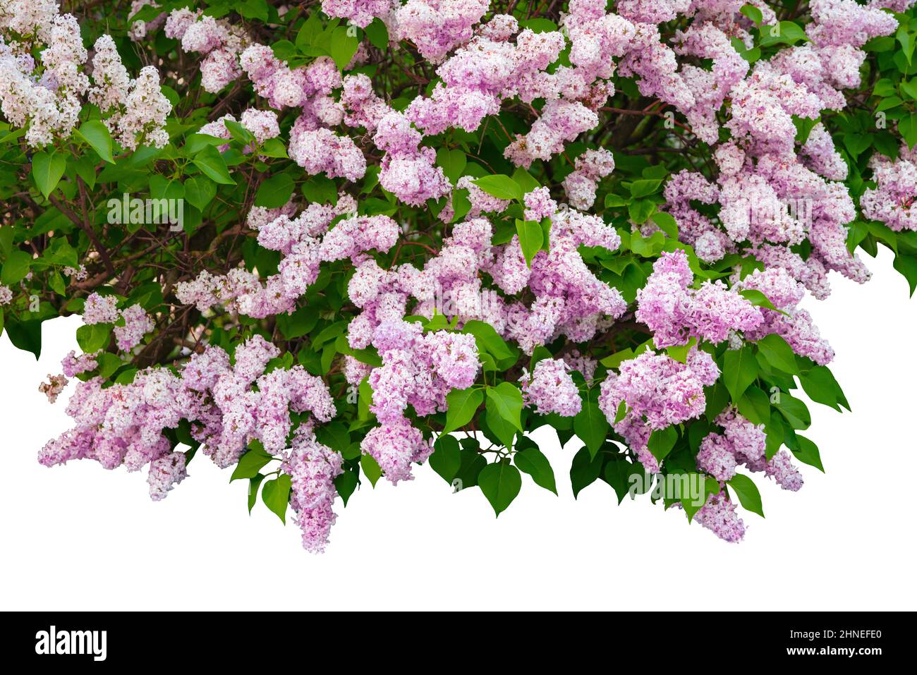 Purple lilac branch isolated on white background Stock Photo - Alamy