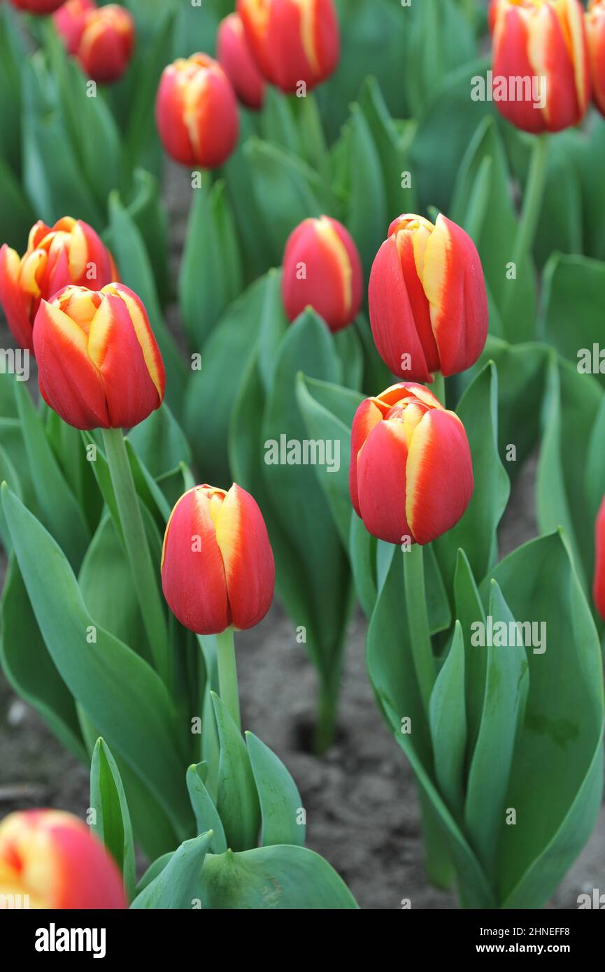 Red with white edge Triumph tulips (Tulipa) Krakow bloom in a garden in ...