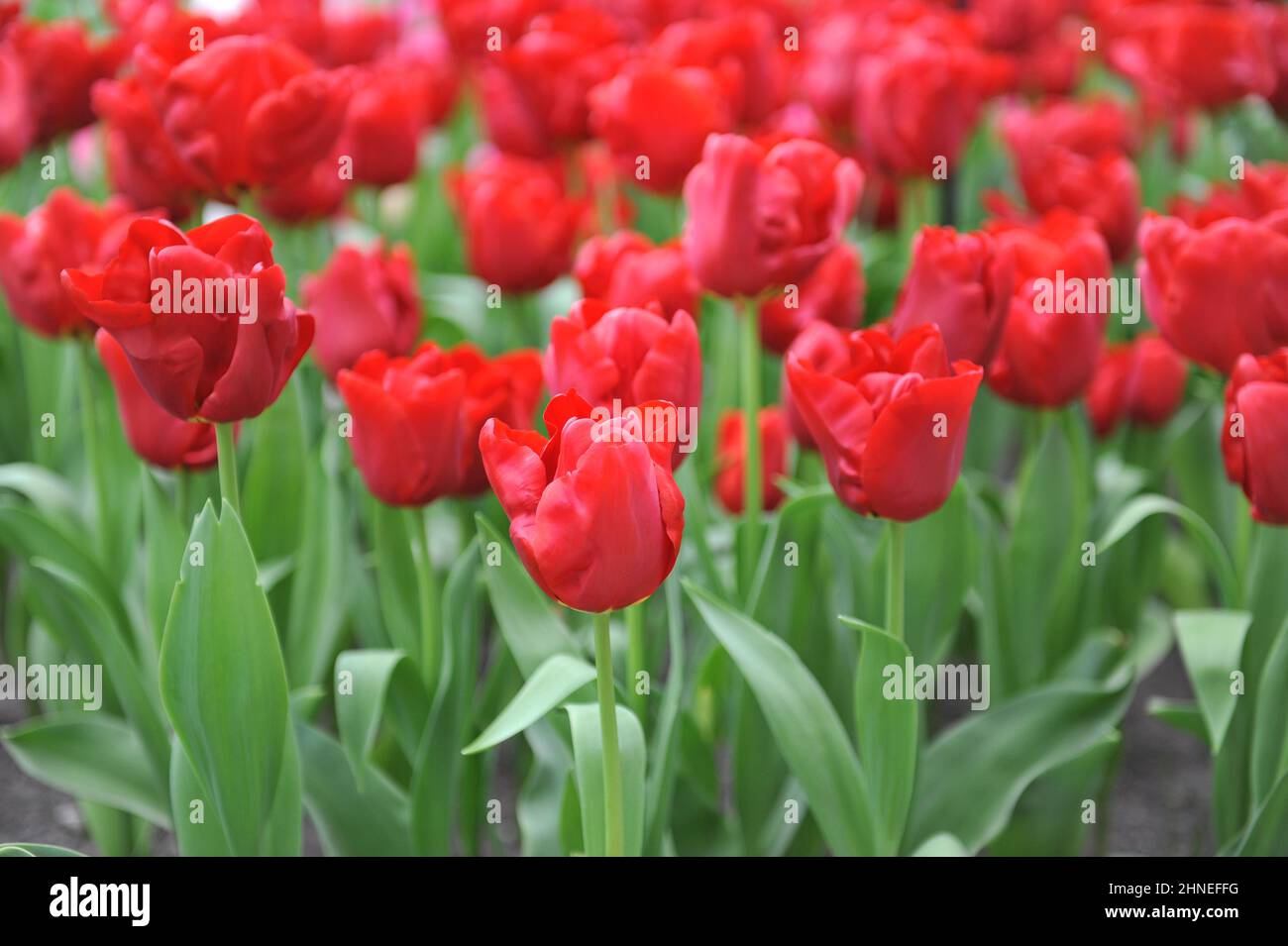 Red Triumph tulips (Tulipa) Krasa bloom in a garden in April Stock ...