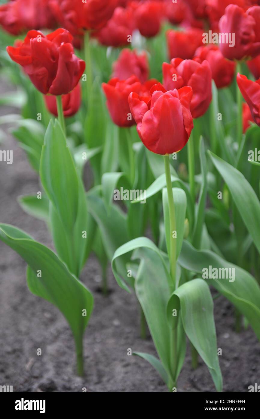 Red Triumph tulips (Tulipa) Krasa bloom in a garden in April Stock ...