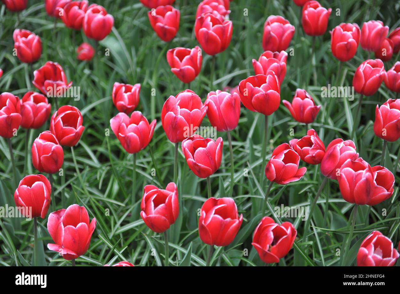 Pink with white edge Triumph tulips (Tulipa) Kung-Fu bloom in a garden ...