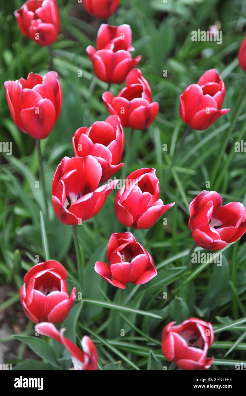 Pink with white edge Triumph tulips (Tulipa) Kung-Fu bloom in a garden ...